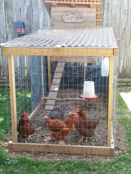 8 Modern and Simple Poultry Housing Design In Kenya - The Nairobi Tribune