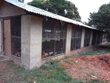 8 Modern and Simple Poultry Housing Design In Kenya - The Nairobi Tribune