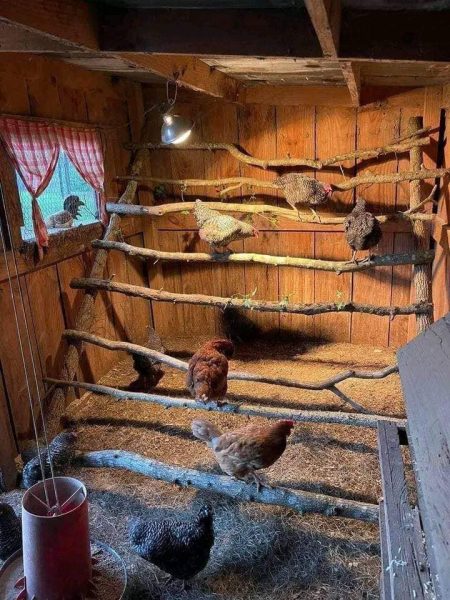 8 Modern and Simple Poultry Housing Design In Kenya - The Nairobi Tribune