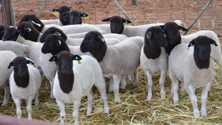 Dorper Sheep Farming in Kenya: Prices, Feeding, Breeders, & Best ...